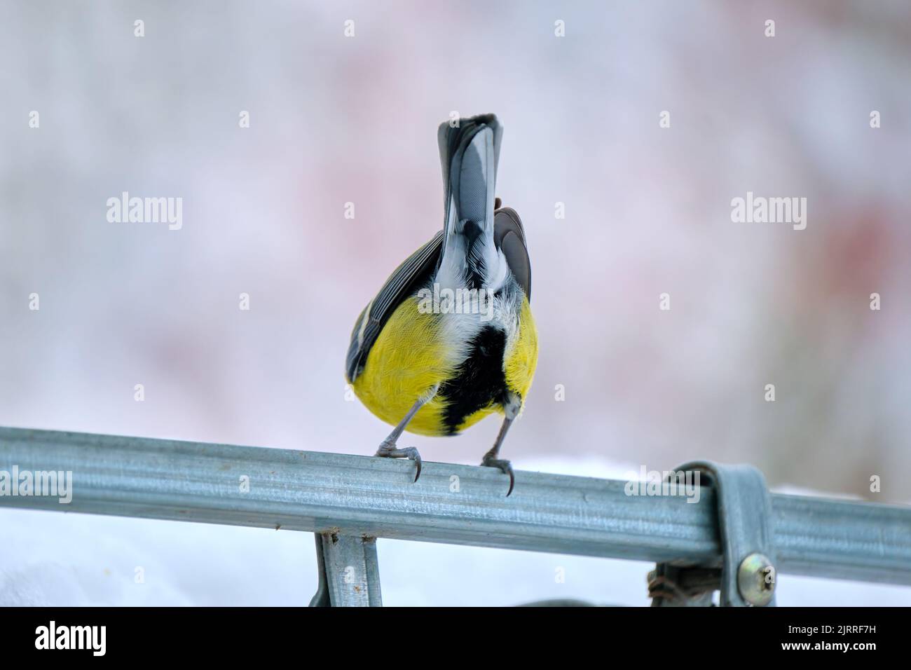 Yellow wild tit bird looking for food on cold winter day Stock Photo ...