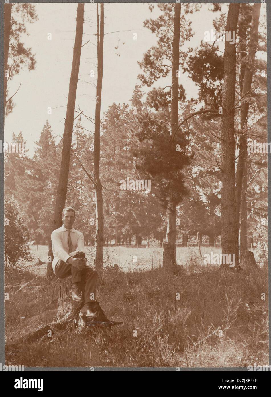 At Havelock and Riverslea. March 2, 1914: Beneath the pines. From the ...