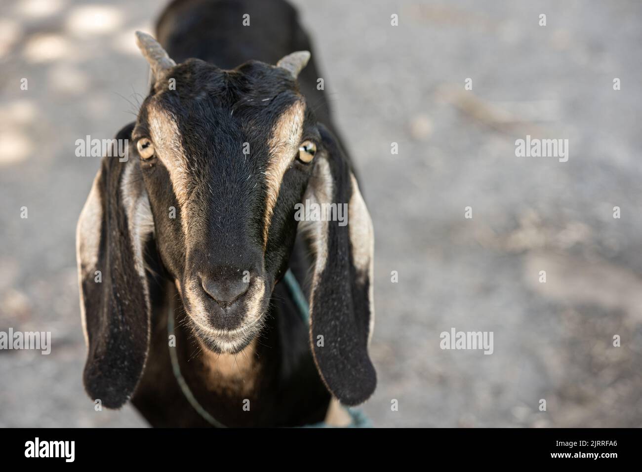 Young black alpine goat hi-res stock photography and images - Alamy