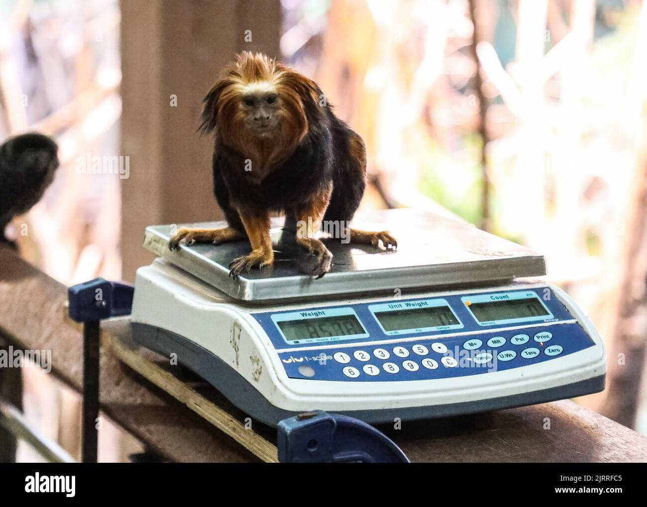 A Golden-Headed Lion Tamarin as part of the annual Weigh In at ZSL ...
