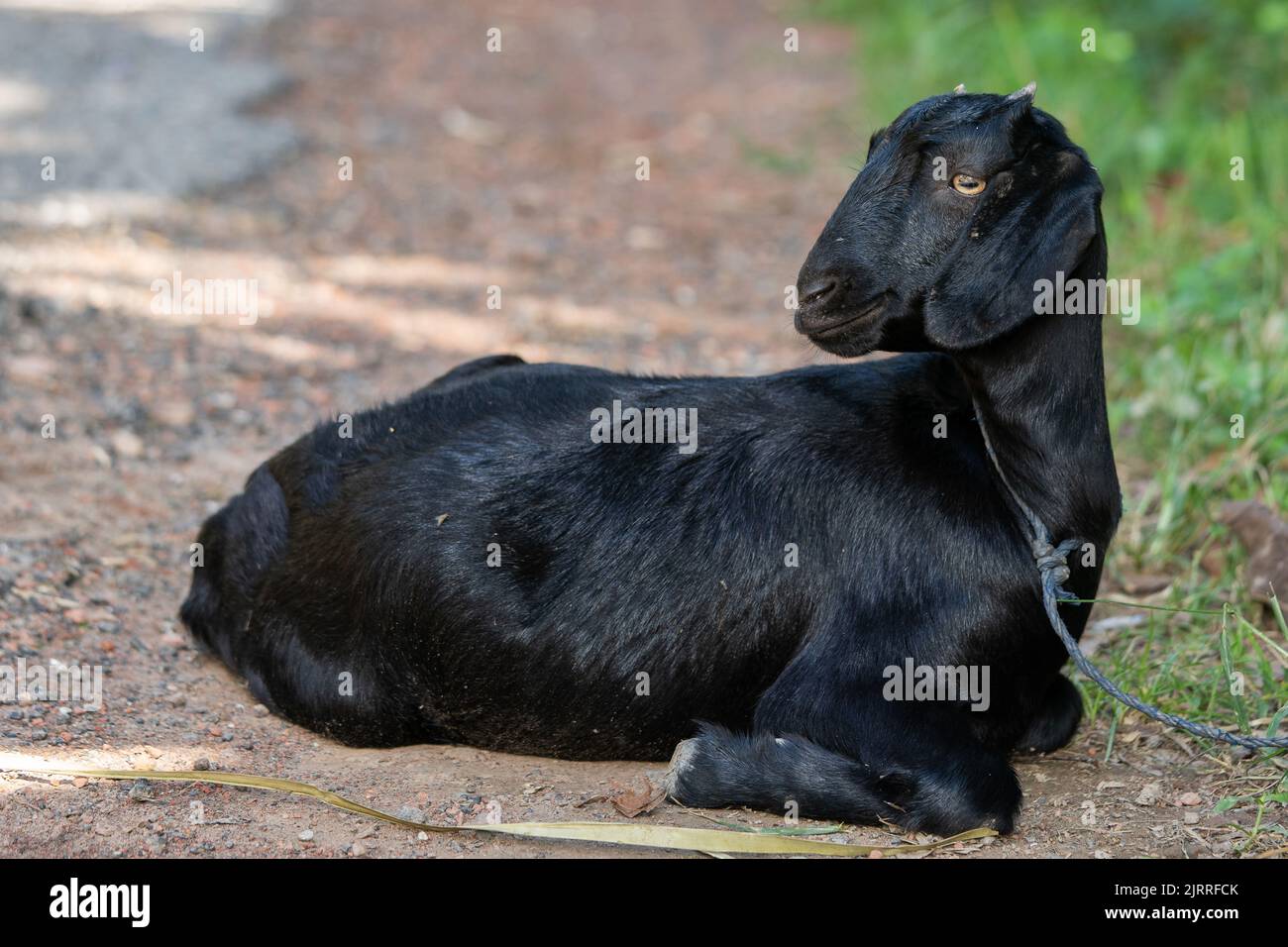 Baby Black Goat