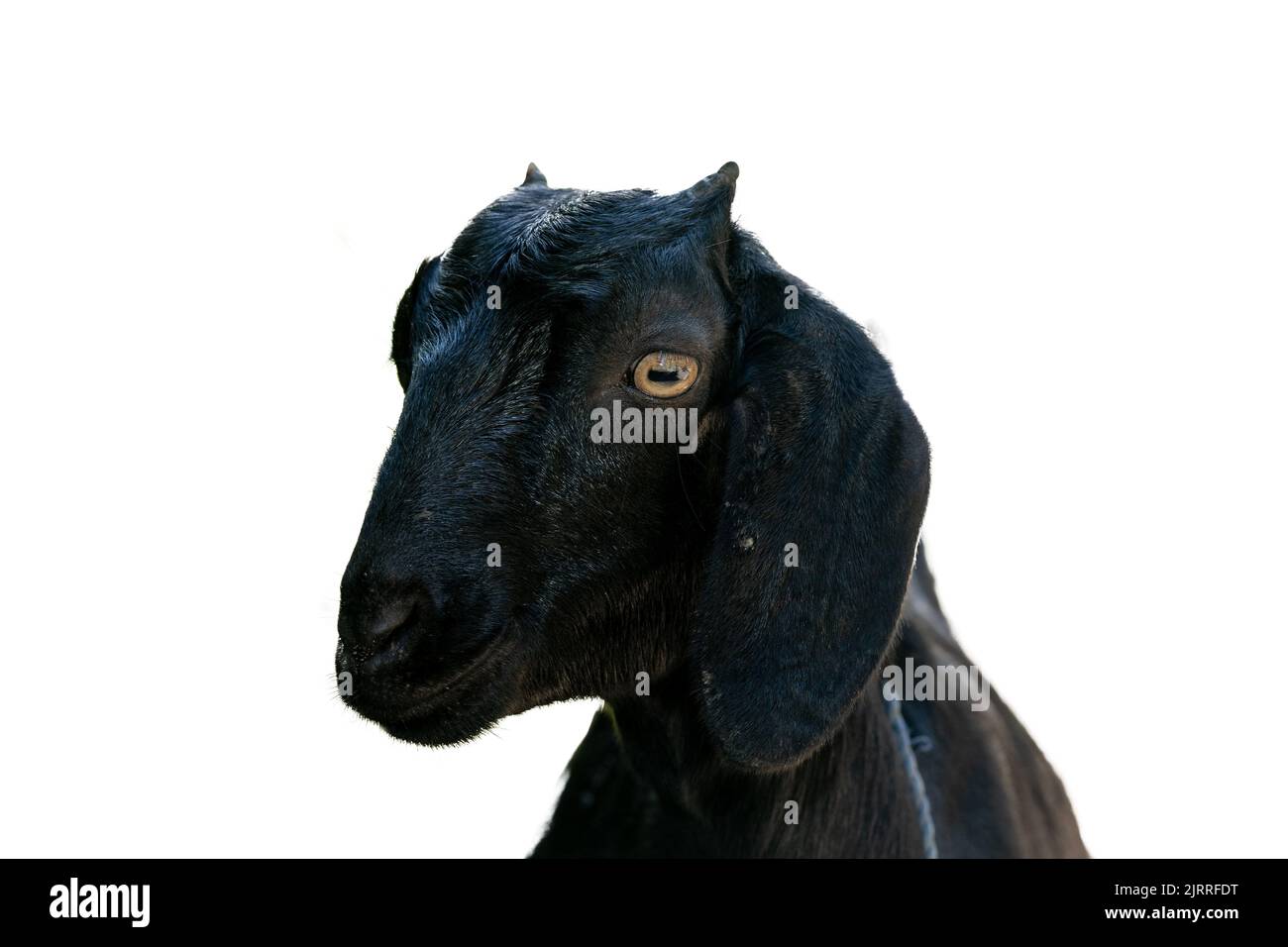 Black goat portrait hi-res stock photography and images - Alamy