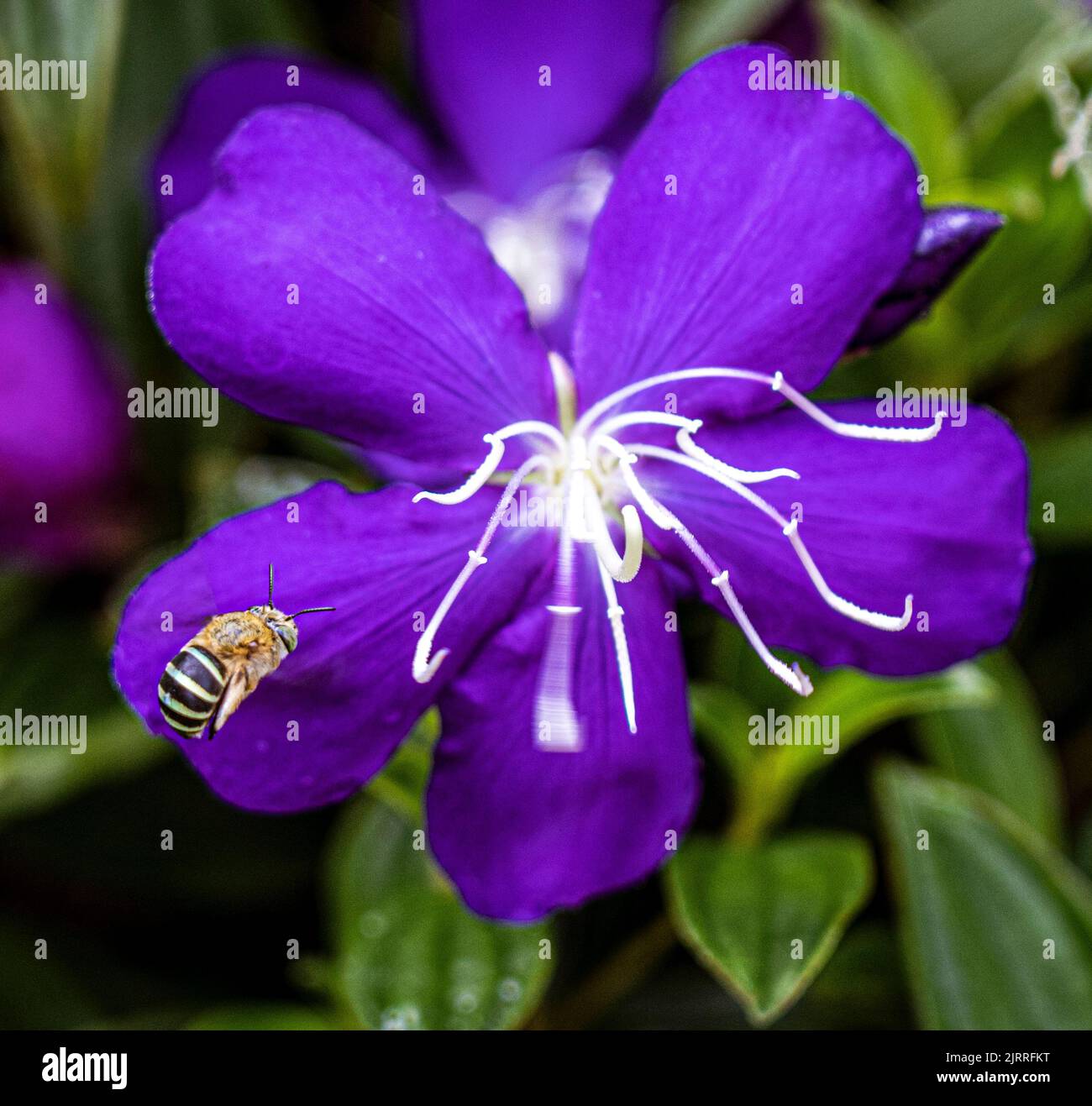 Insect in java hi-res stock photography and images - Alamy