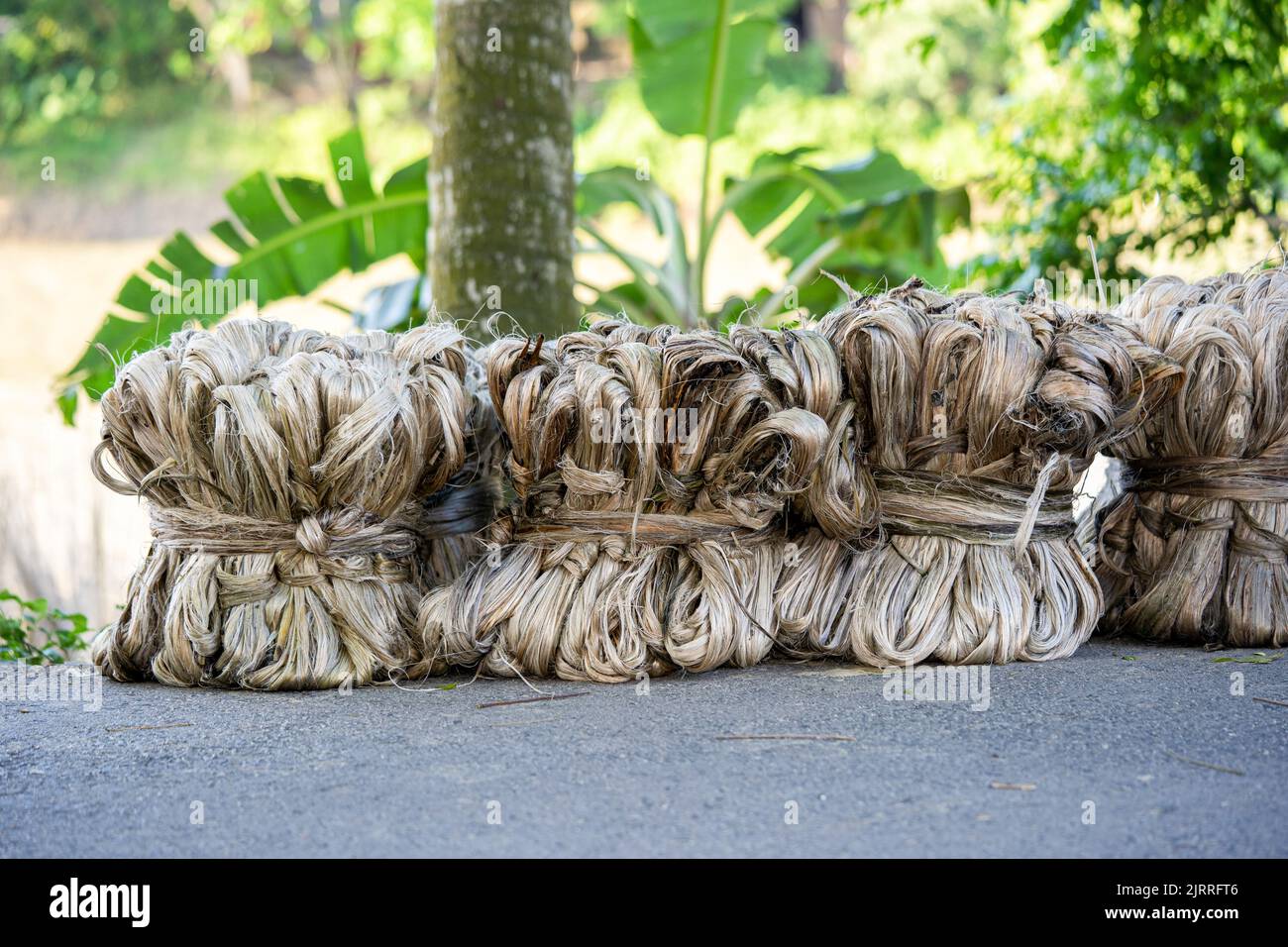 Jute vegetable fiber, Raw jute fiber hanging Stock Photo - Alamy