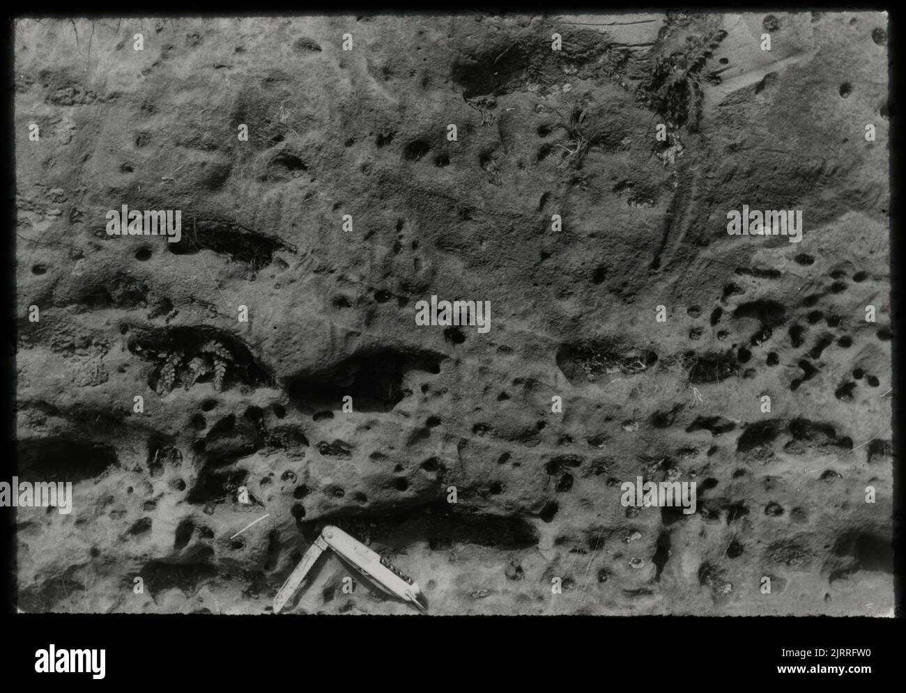 Outcrop of Otaki sandstone near foot of hills east of Levin showing ...