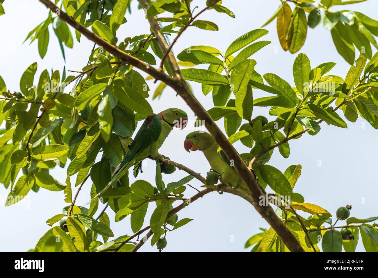 Two green parrots hi-res stock photography and images - Alamy