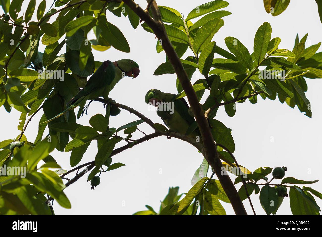 A closeup of two green parrots standing on a tree branch one holding ...