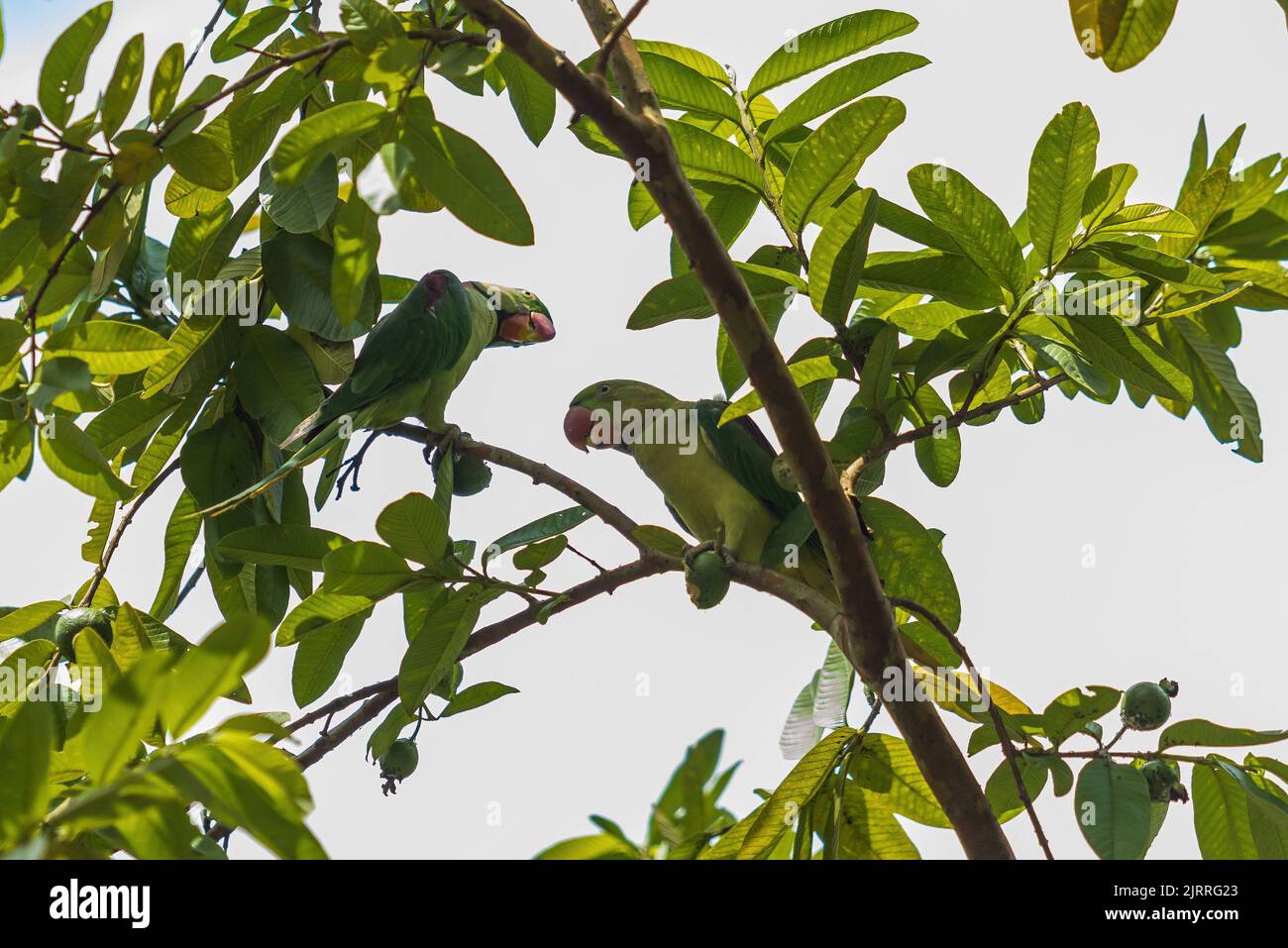 Two green parrots hi-res stock photography and images - Alamy