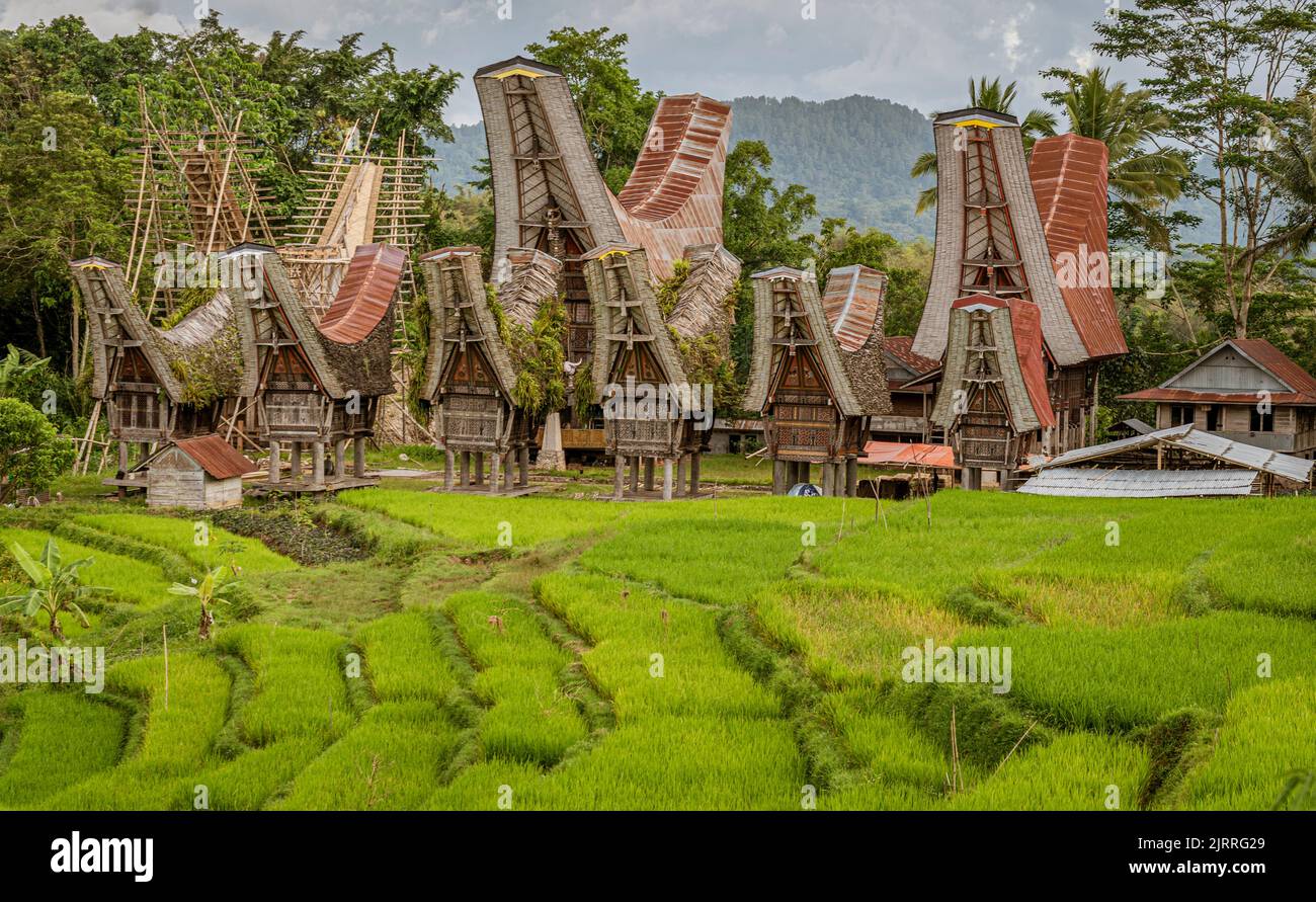 Java, Indonesia, June 13, 2022 - Toraja homes all follow the same rigid ...