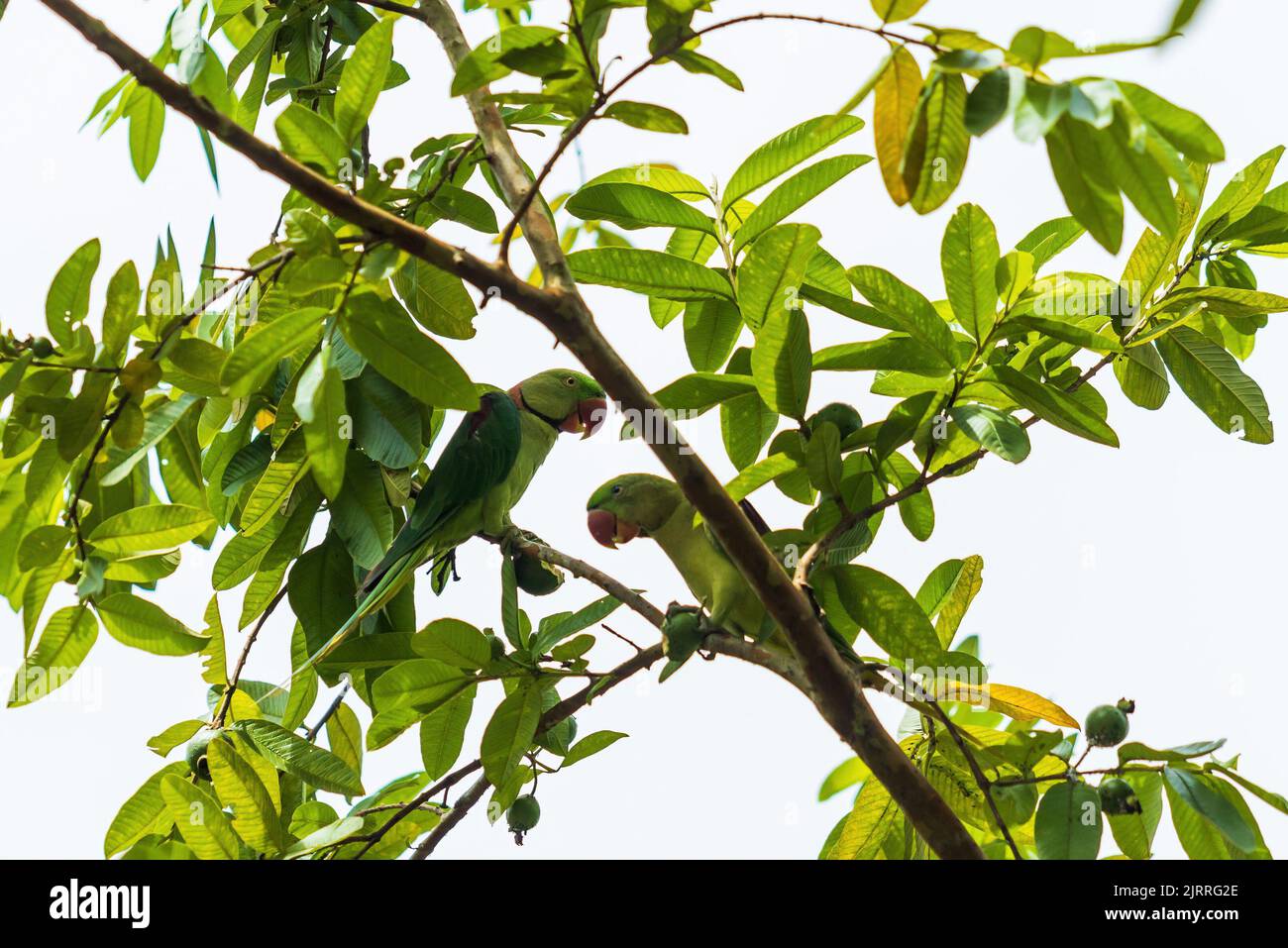 Two green parrots hi-res stock photography and images - Alamy
