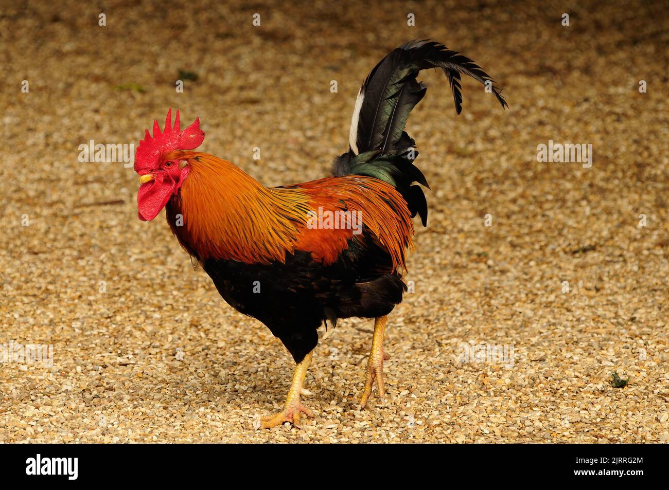A colorful strutting cockerel strutting across path to forage in flower ...