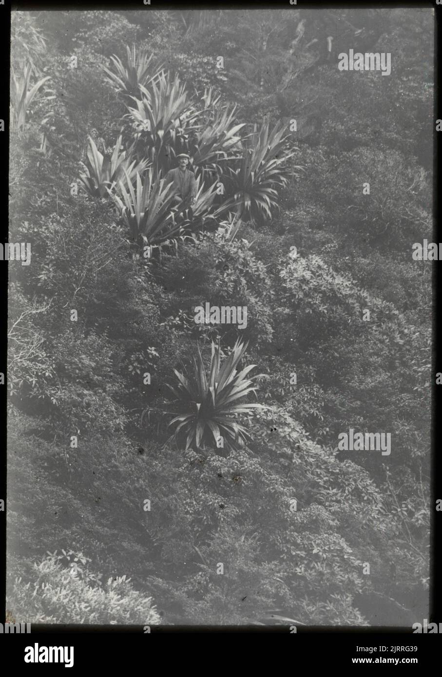Grove of mountain cabbage trees (Cordyline indivisa) near bush line on ...
