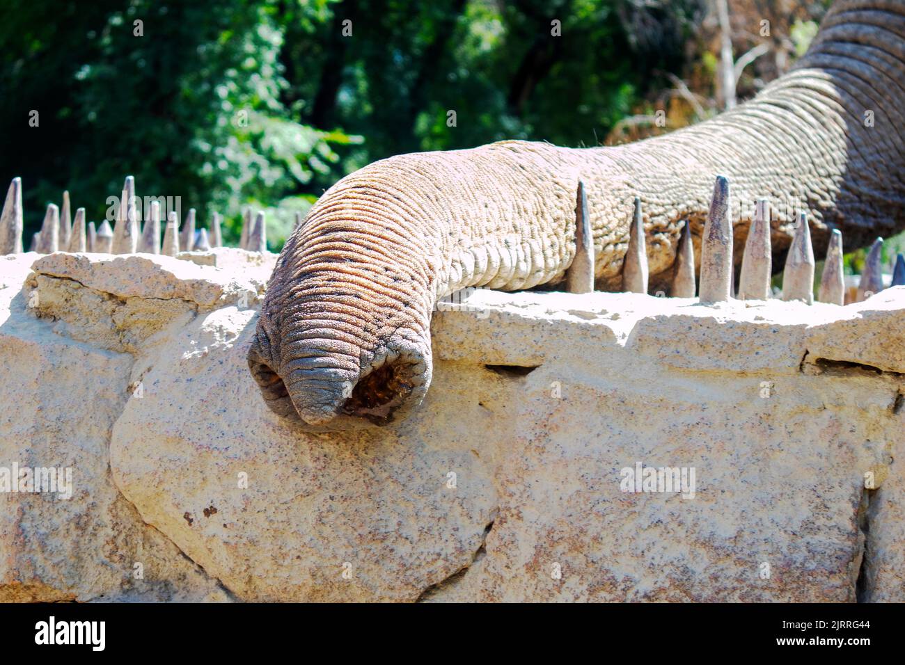 Zoo elephant fence hi-res stock photography and images - Alamy