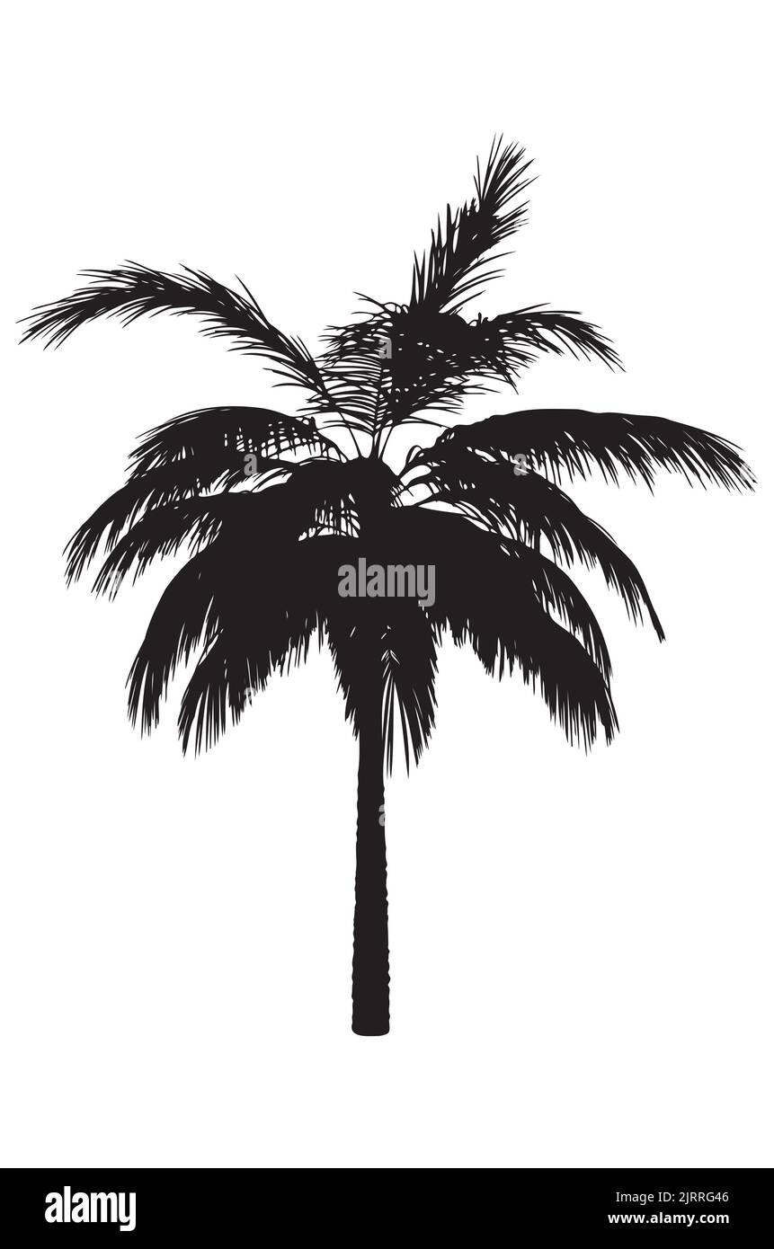 Detailed black silhouette of palm tree isolated on white Stock Vector ...
