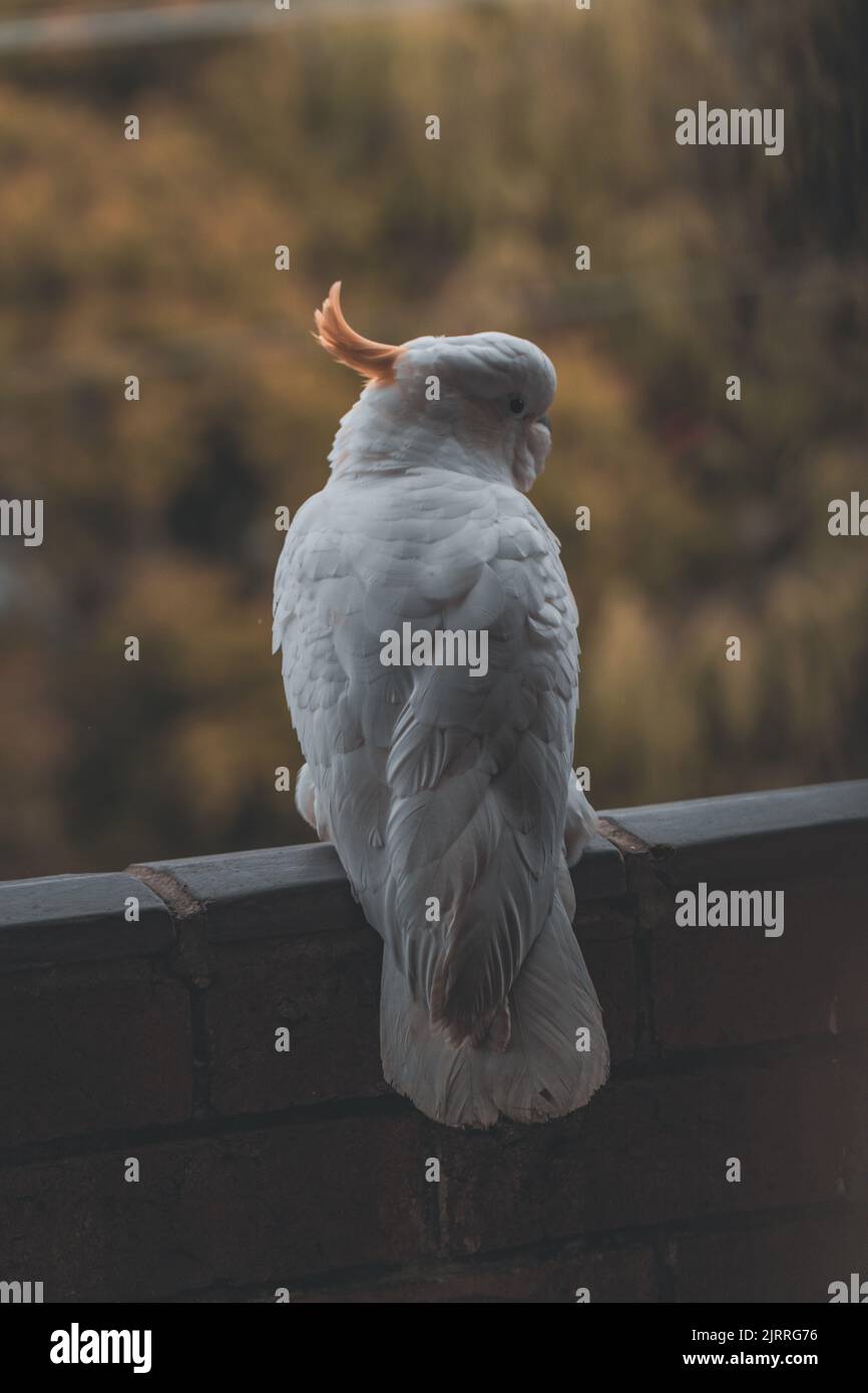 A vertical back view of Citron-crested cockatoo perched on the top of ...