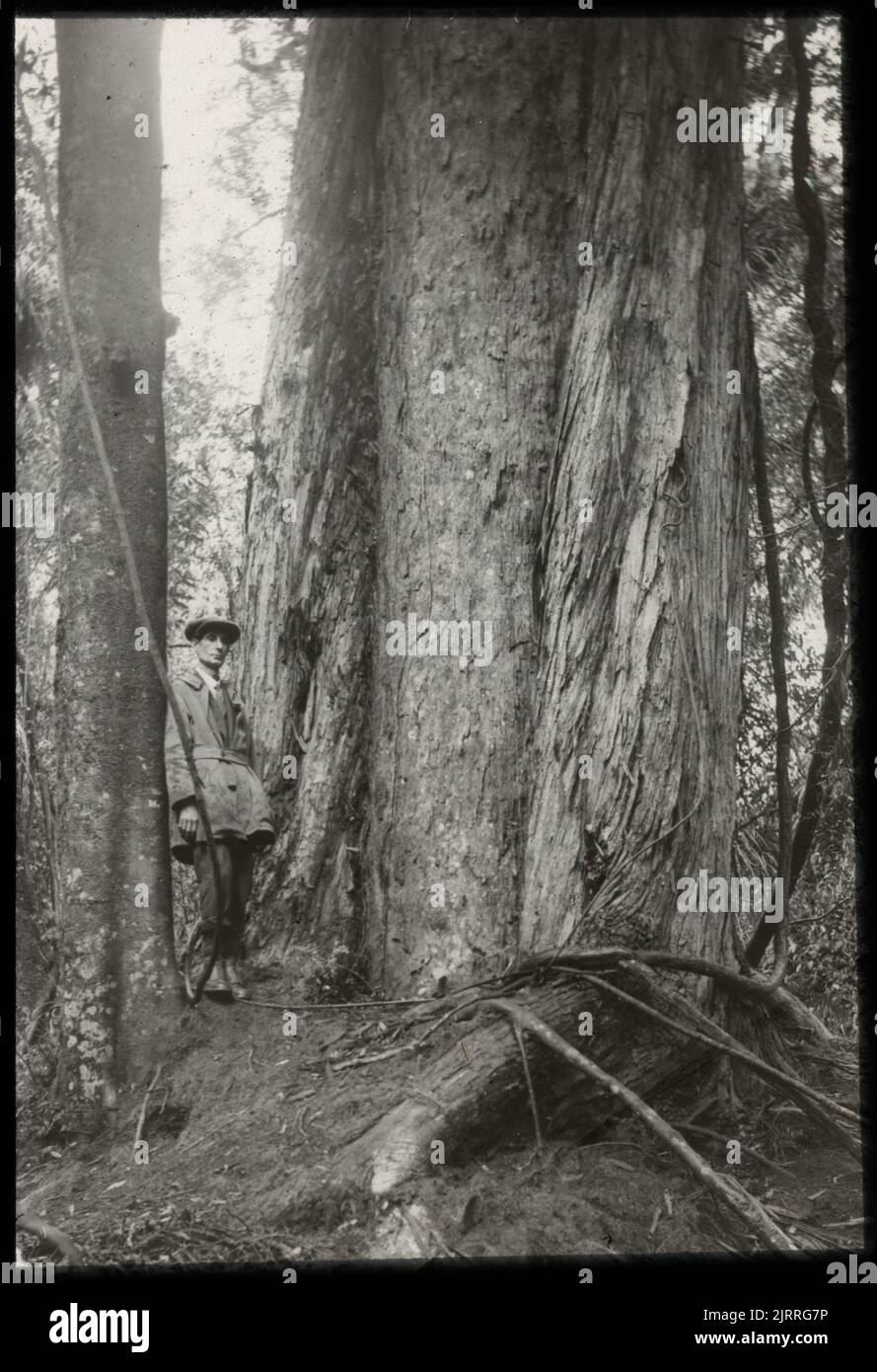 Rimu tree hi-res stock photography and images - Alamy