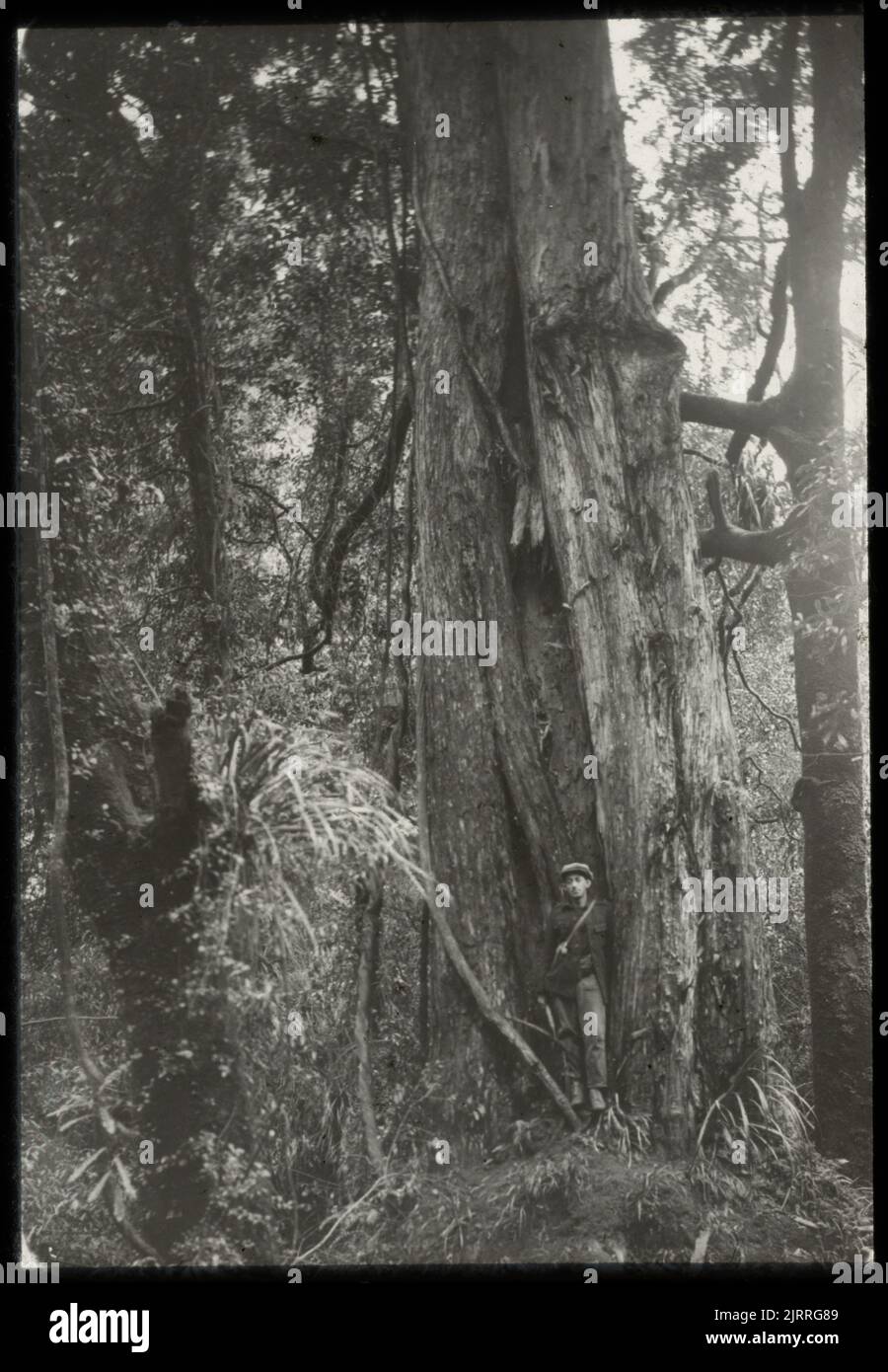 Rimu tree hi-res stock photography and images - Alamy