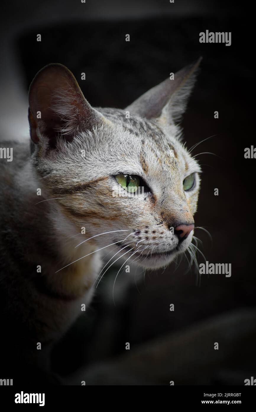 Australian mist cat hi-res stock photography and images - Alamy