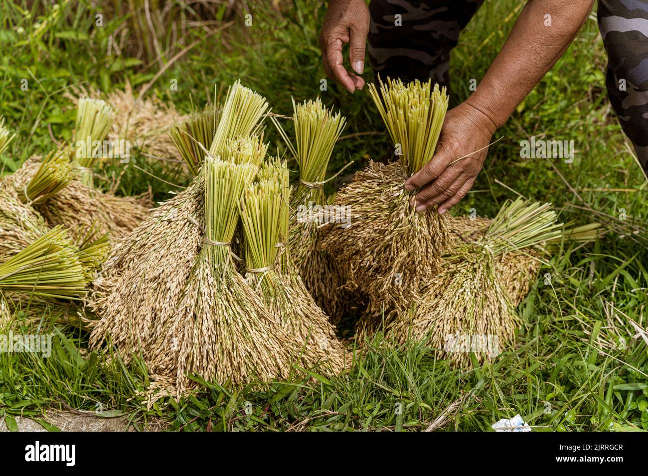 Java, Indonesia, June 13, 2022 - Rice is bundled before being dried and ...