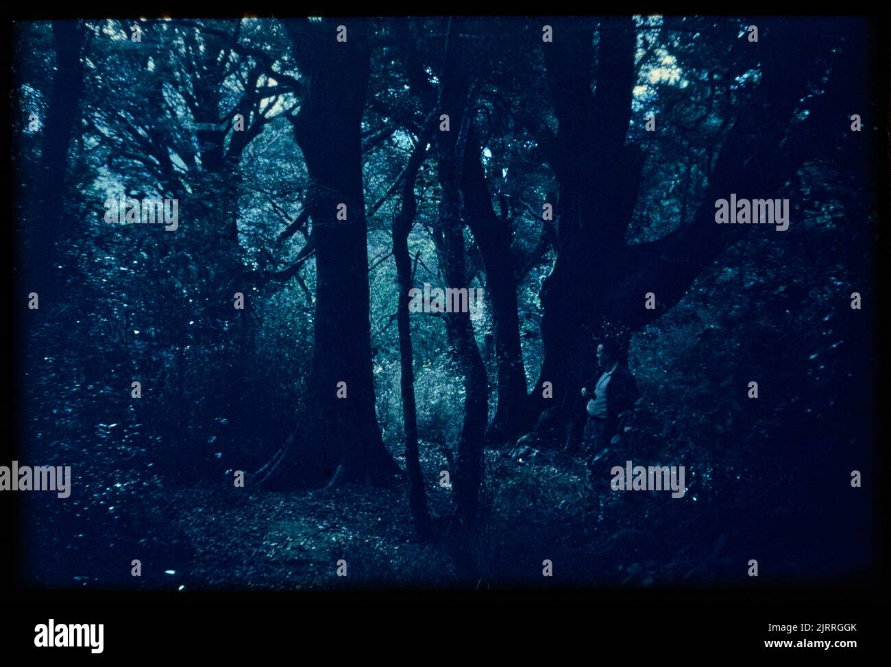 Cliffortoides hi-res stock photography and images - Alamy