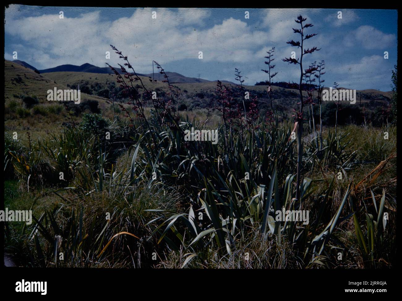 New Zealand flax (Phormium tenax) growing in swamp ...., 25 December ...