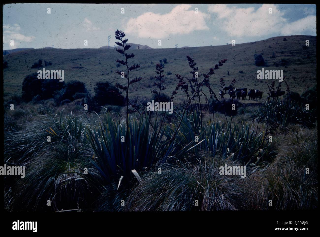 New Zealand flax (Phormium tenax) growing in swamp ...., 25 December ...