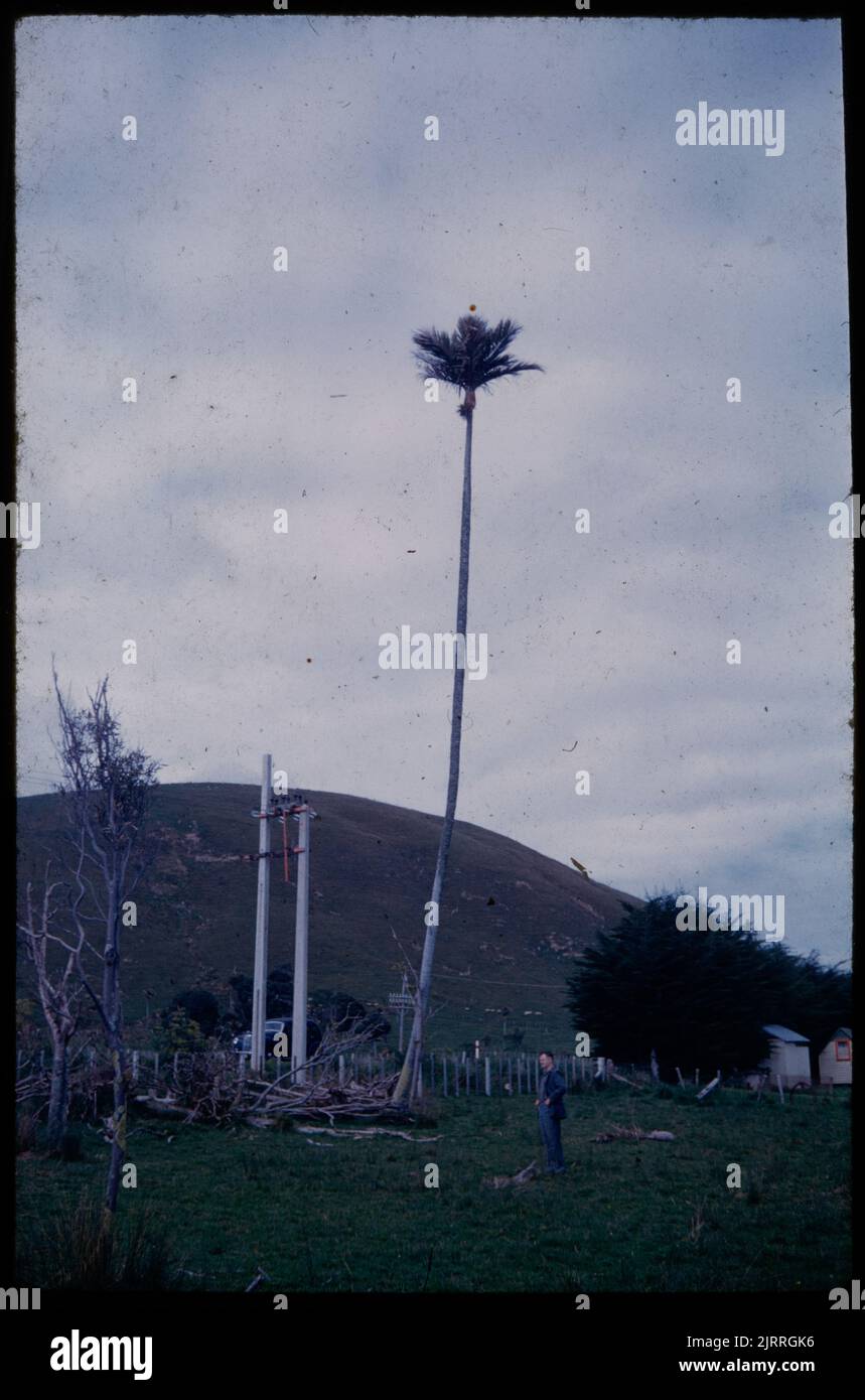 Remarkably tall & slender nikau on outskirts of grove north of ...