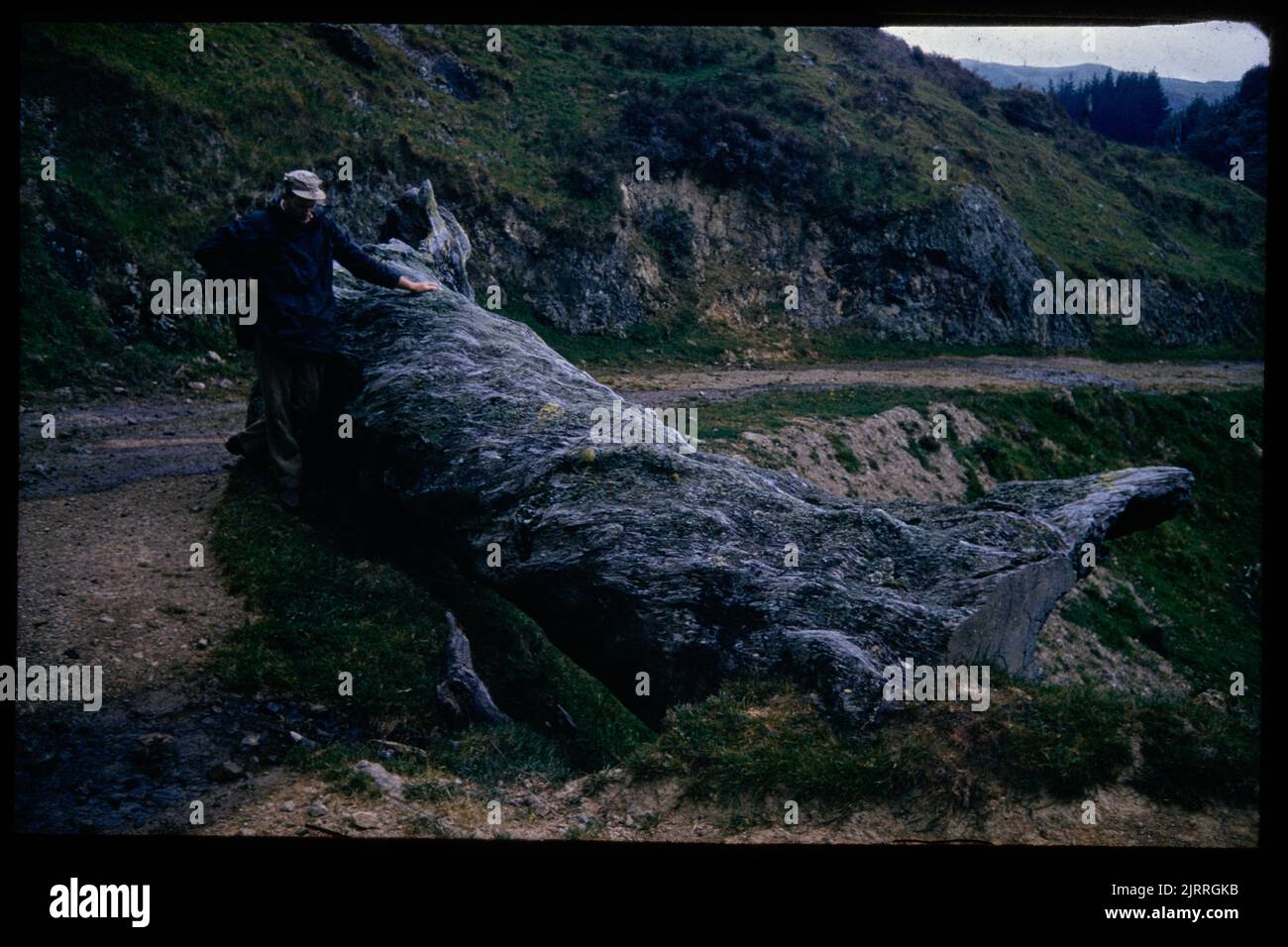 Massive totara tree hi-res stock photography and images - Alamy