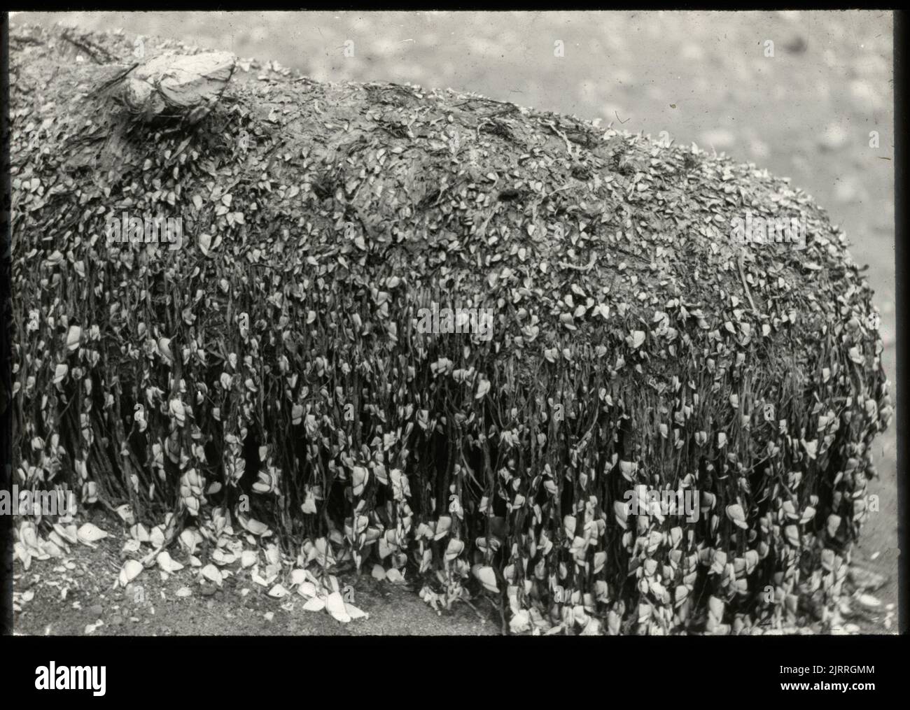 Drift log on seabeach near mouth of Otaki River completely covered with ...