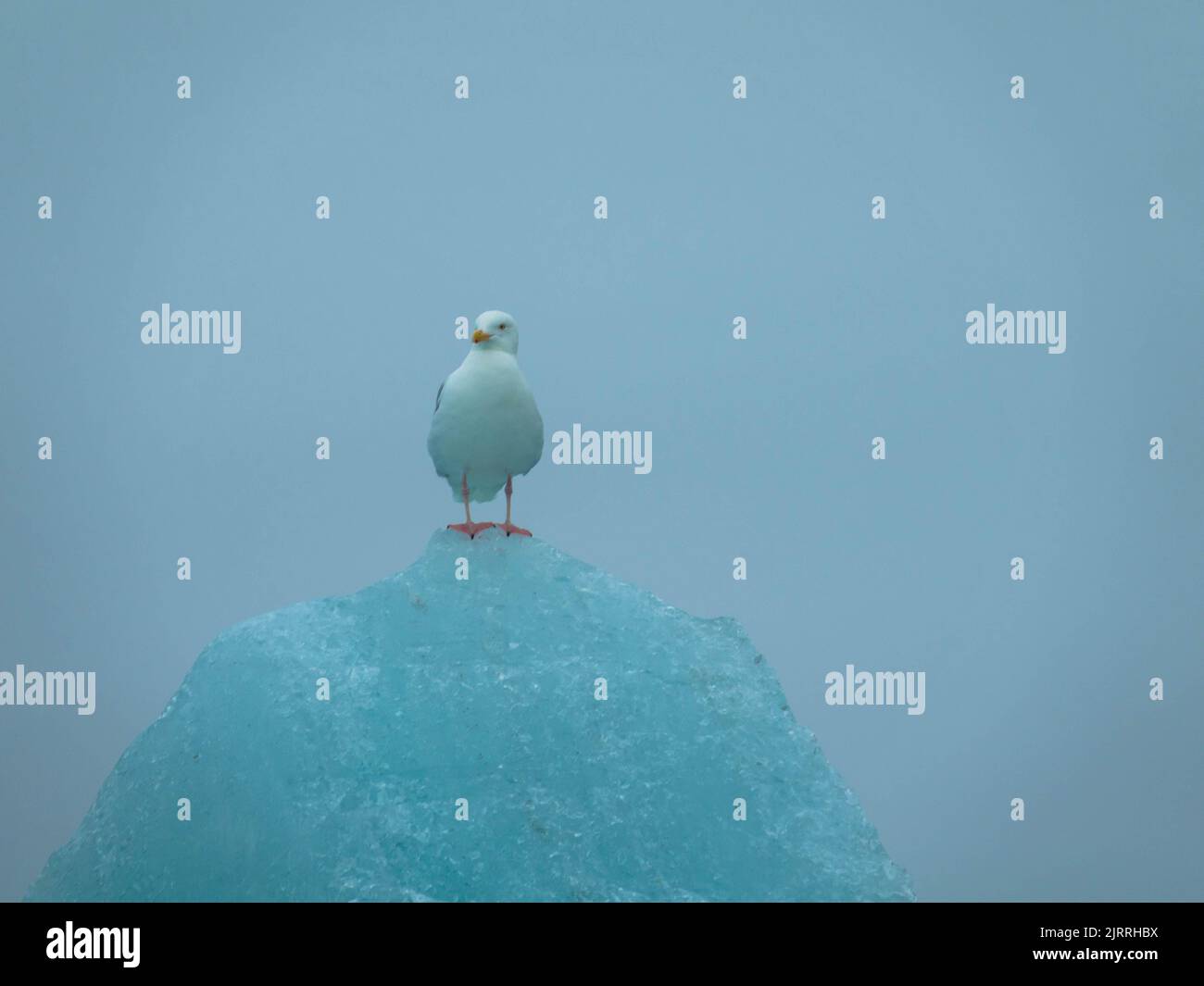 Seagull on the ice floes of Svalbard. Norwegian archipelago between ...