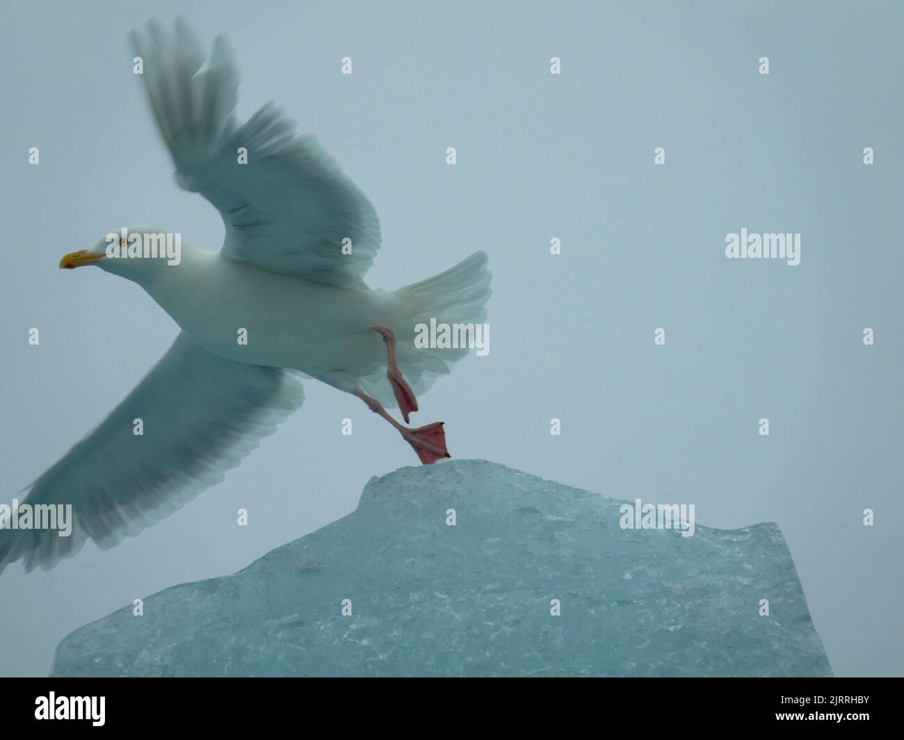 Seagull on the ice floes of Svalbard. Norwegian archipelago between ...