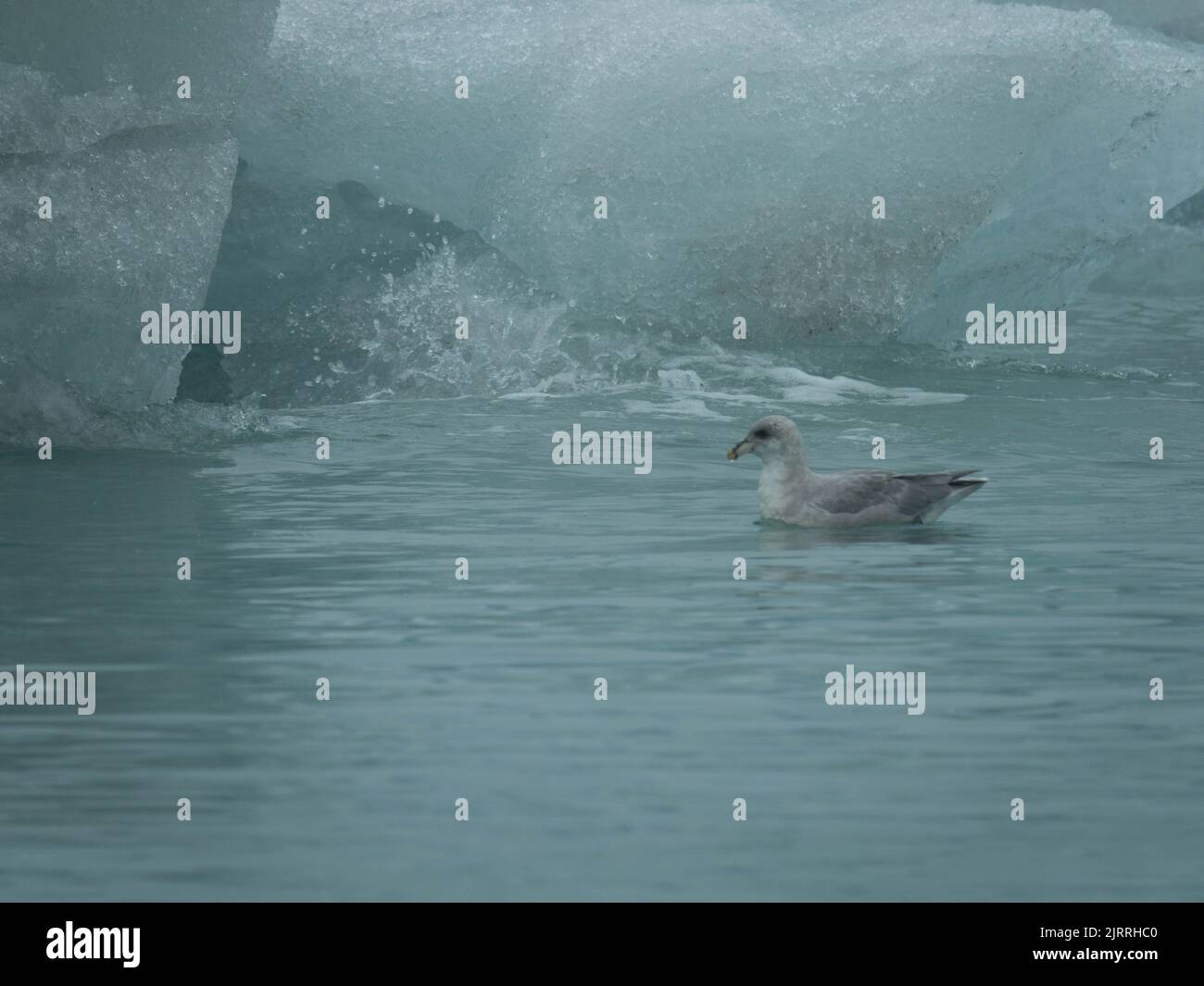 Seagull on the ice floes of Svalbard. Norwegian archipelago between ...