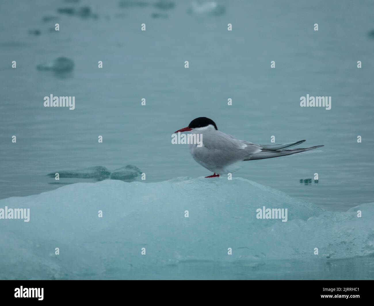Adult Arctic Tern on the ice floes of Svalbard. Norwegian archipelago ...