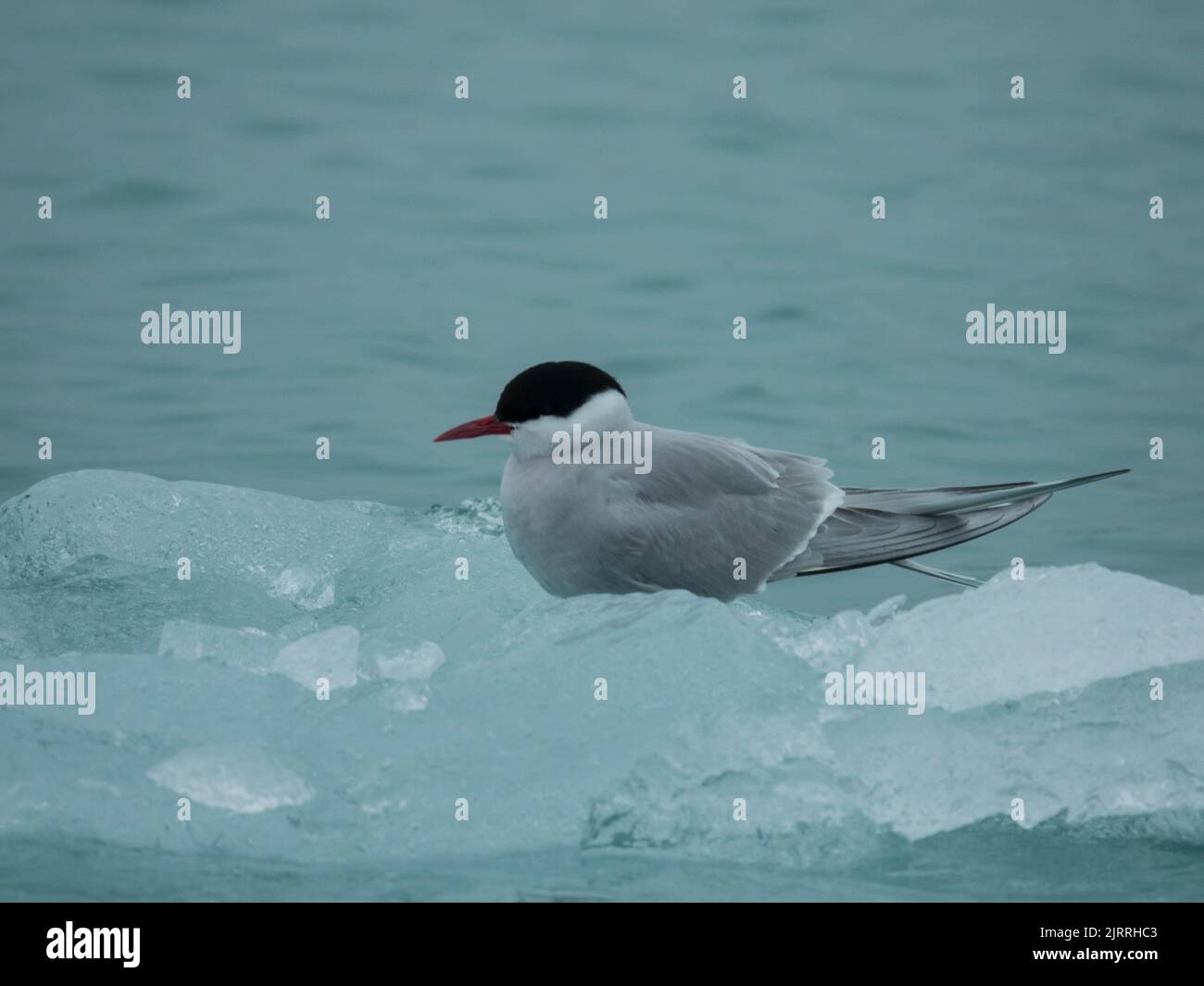 Adult Arctic Tern on the ice floes of Svalbard. Norwegian archipelago ...