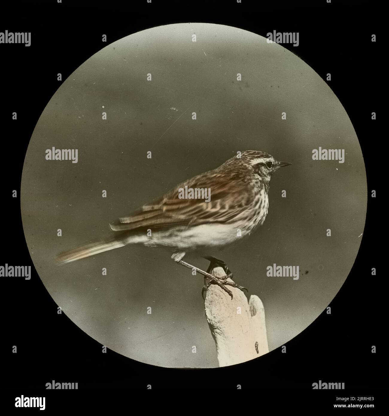 Kapiti pipit hi-res stock photography and images - Alamy