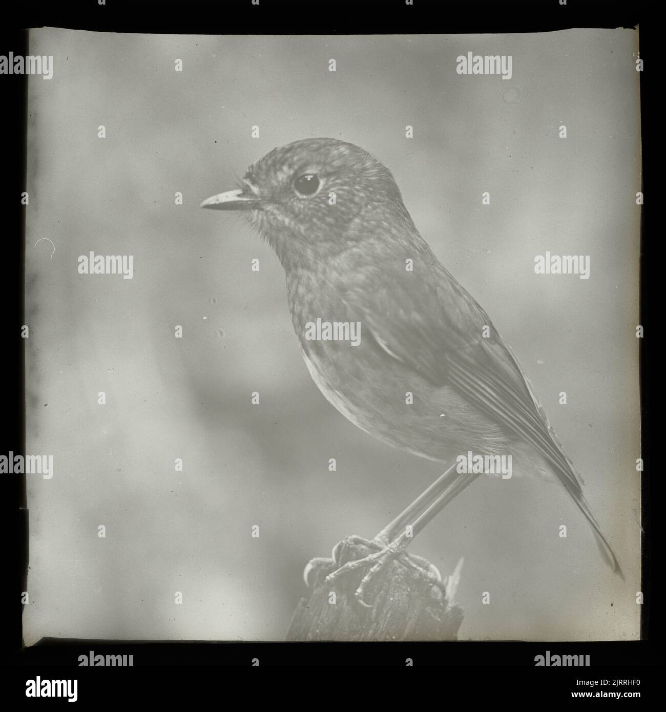 Kapiti miro hi-res stock photography and images - Alamy