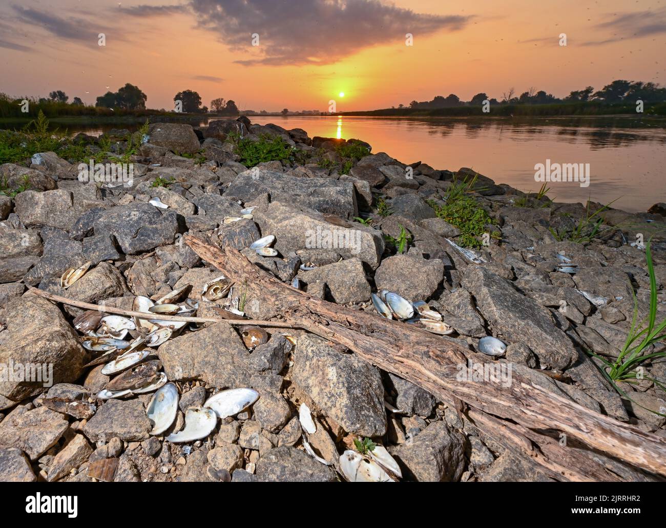 Lebus, Germany. 26th Aug, 2022. Empty mussel shells lie on the bank at ...