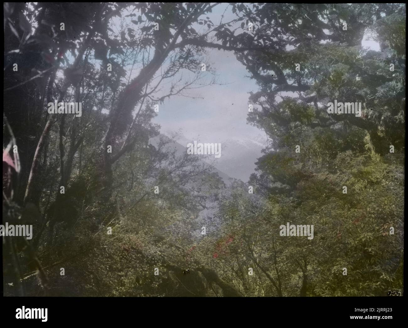 Mt (Mount) Grey from summit of Wilmot Pass, Southland, by Algernon ...