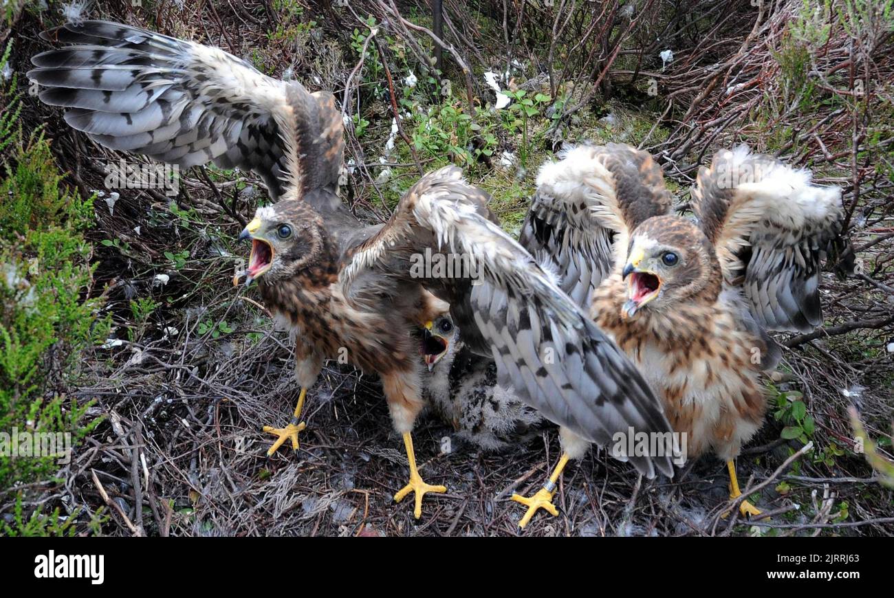 100 year old chicks hi-res stock photography and images - Alamy