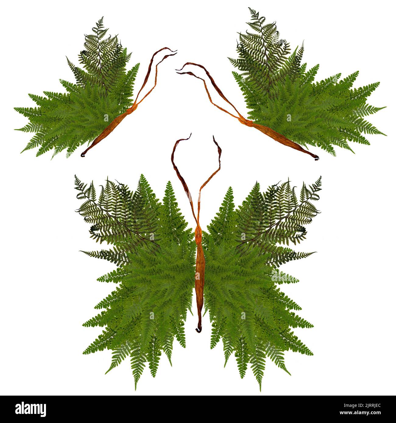 floral butterfly made of lily petals, fern leaves and flowers isolated ...