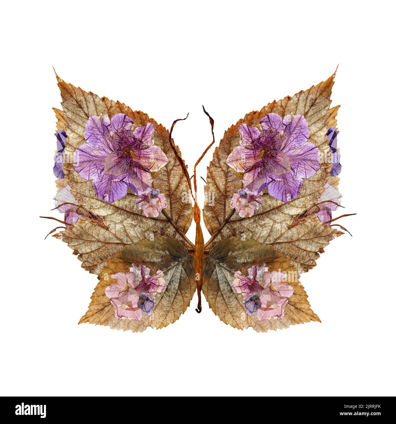 floral butterfly made bizarre curved extruded dried lily petals pressed ...
