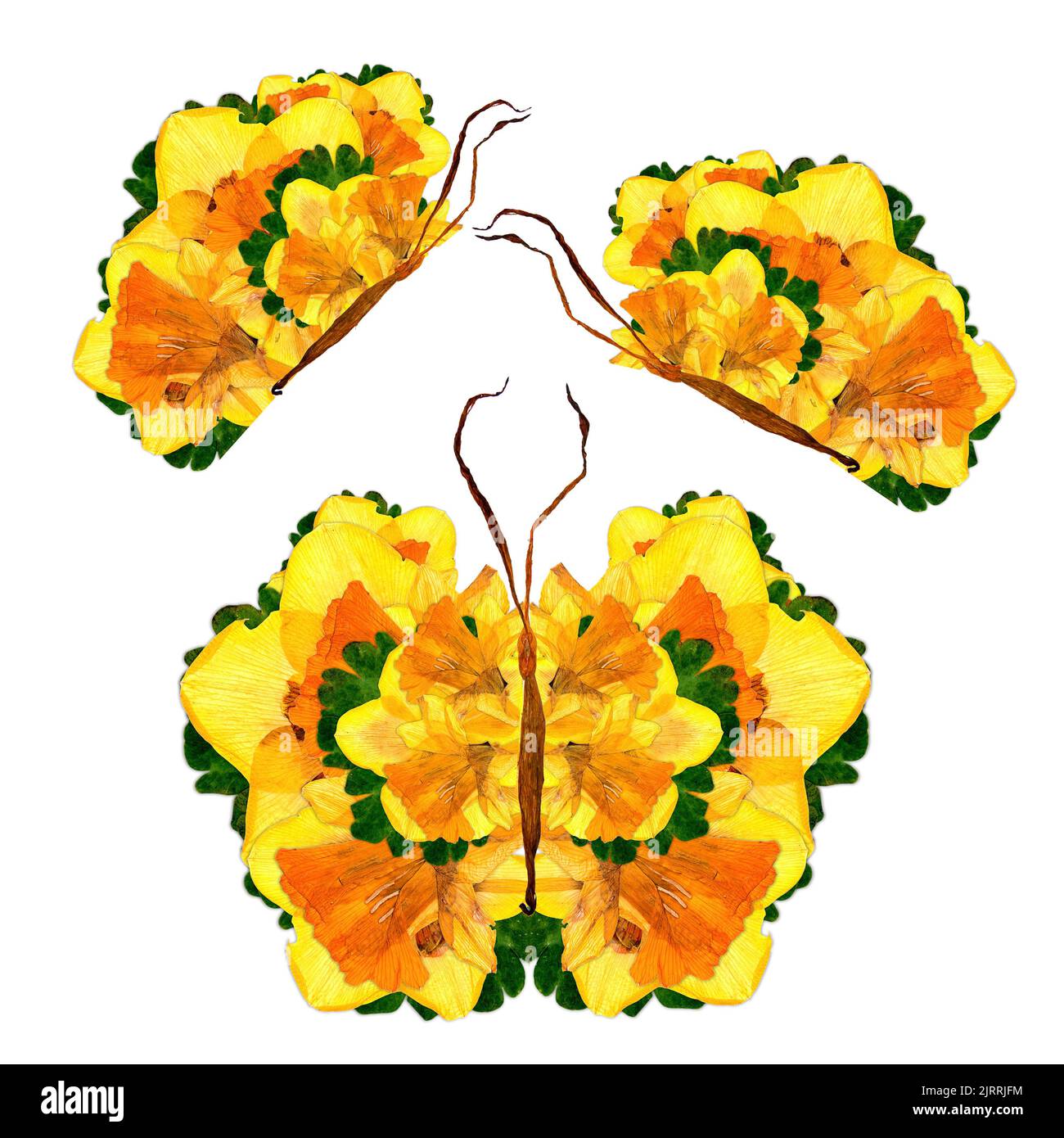 floral butterfly made of bizarre curved narcissus petals pressed dry ...