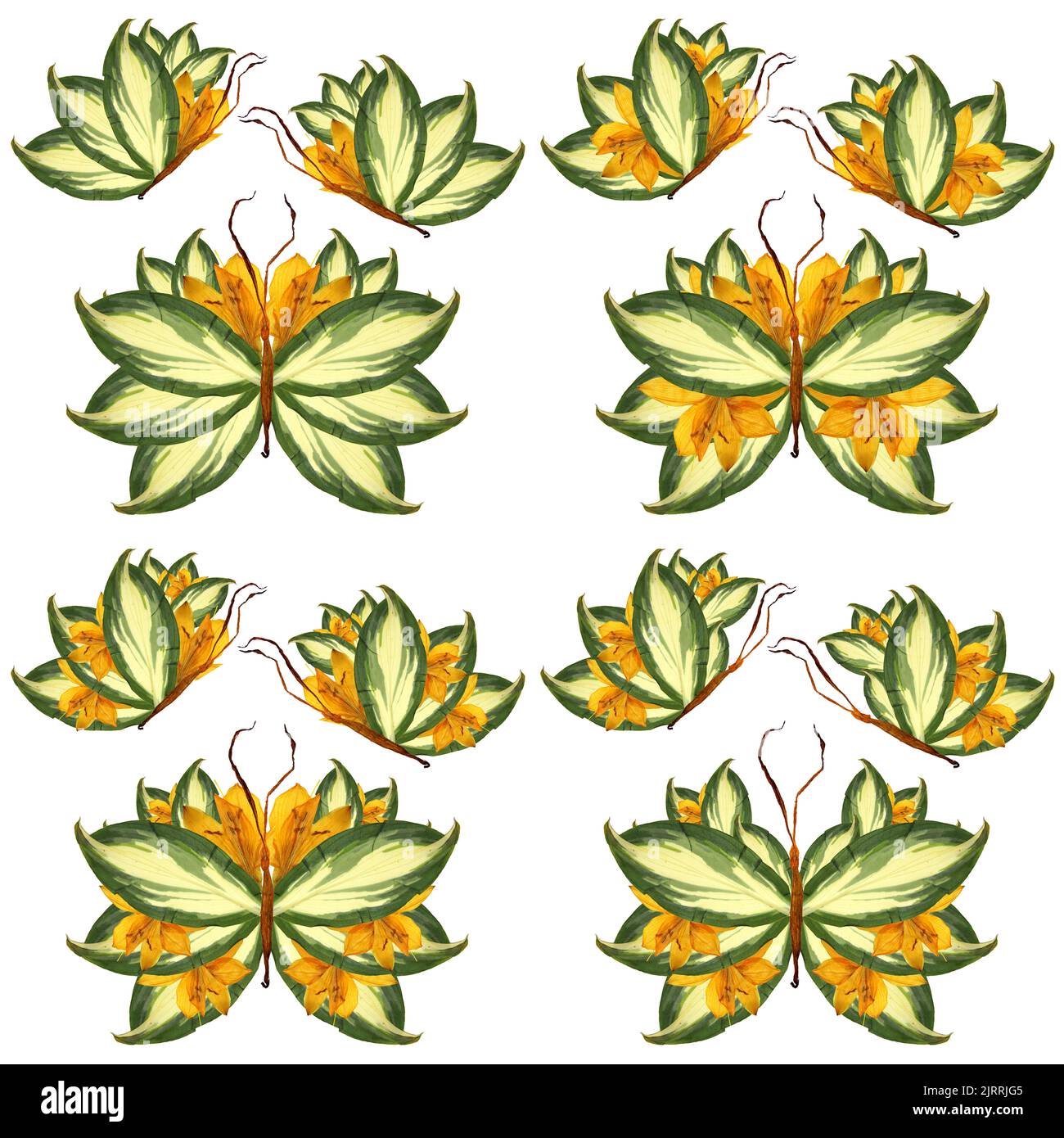 floral butterfly made of bizarre curved lily petals pressed dry Hosta ...