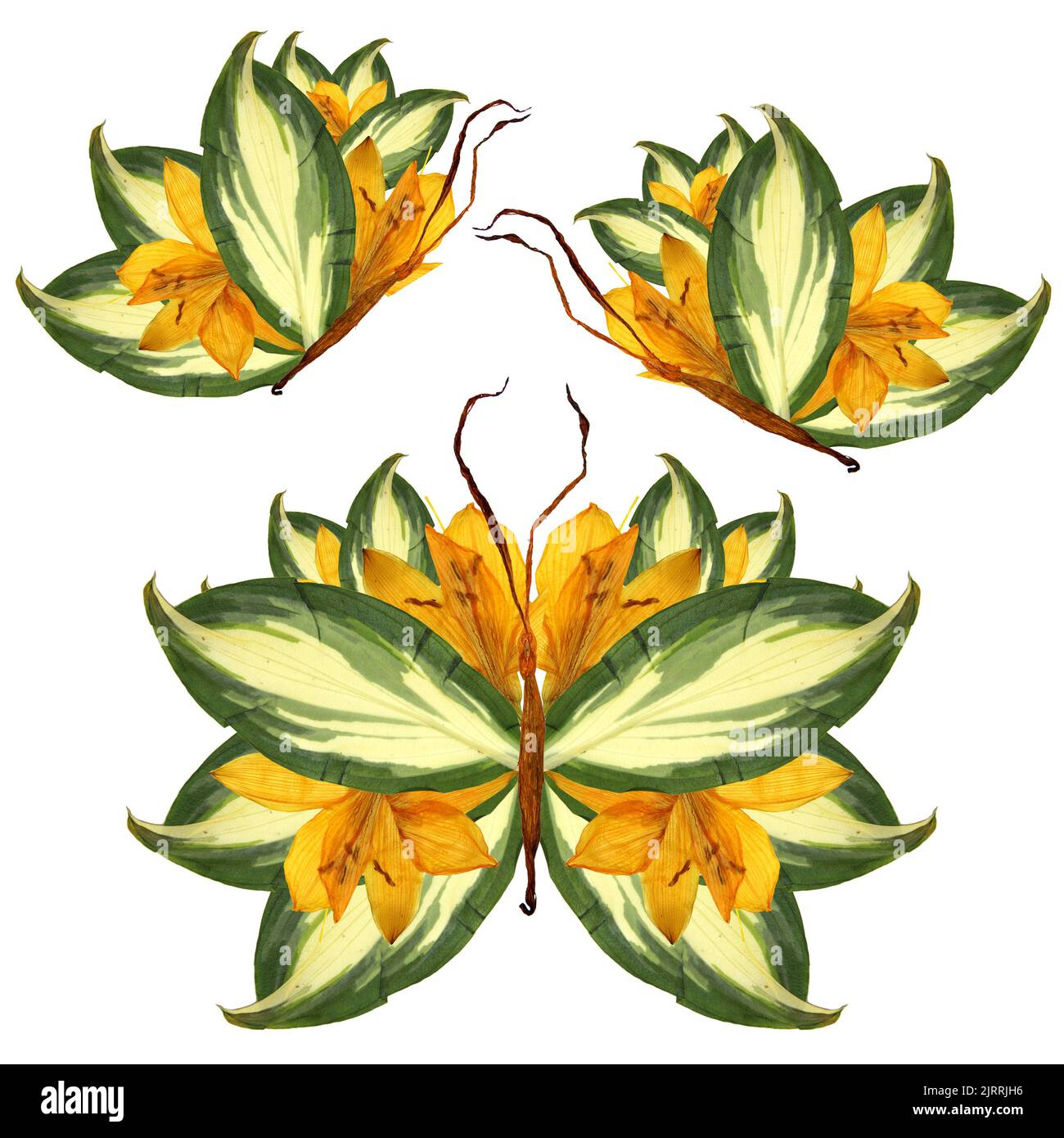 floral butterfly made of bizarre curved lily petals pressed dry Hosta ...