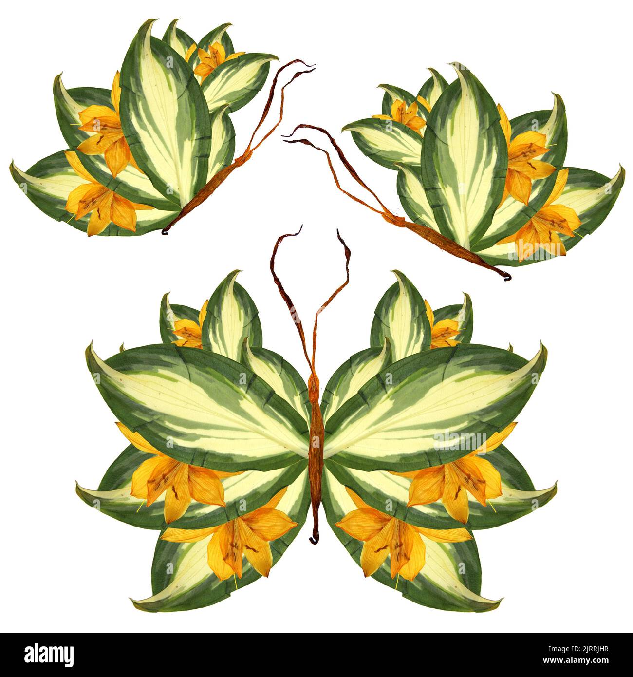 floral butterfly made of bizarre curved lily petals pressed dry Hosta ...