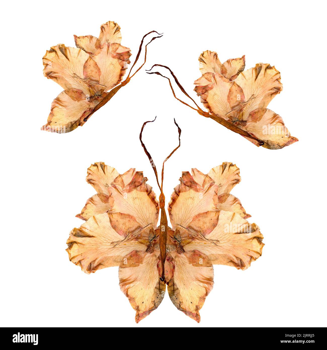 floral butterfly made from bizarre curved extruded dried lily petals ...
