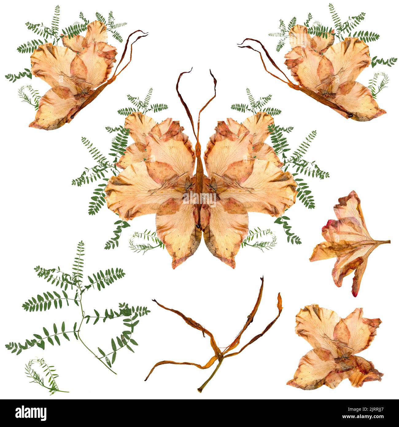 floral butterfly made from bizarre curved extruded dried lily petals ...