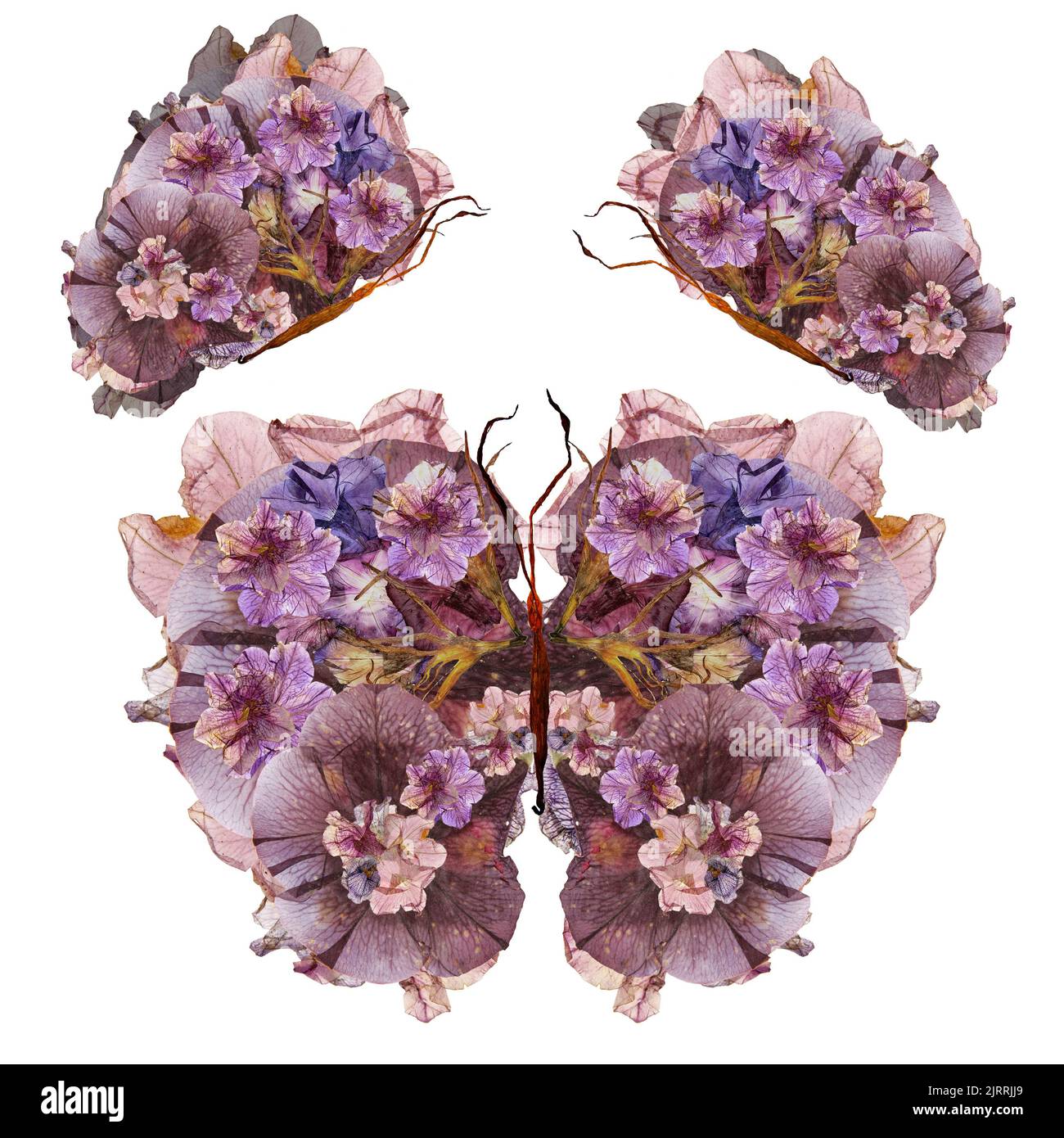 floral butterfly made bizarre curved extruded dried lily petals pressed ...