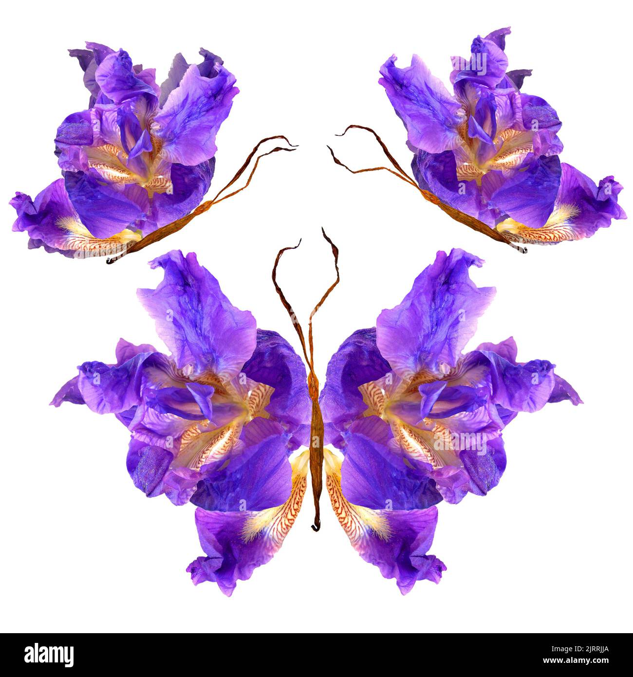 floral butterfly made from bizarre curved extruded dried lily petals ...