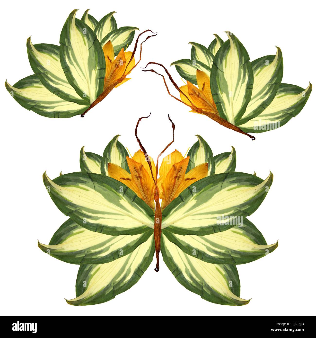 floral butterfly made of bizarre curved lily petals pressed dry Hosta ...